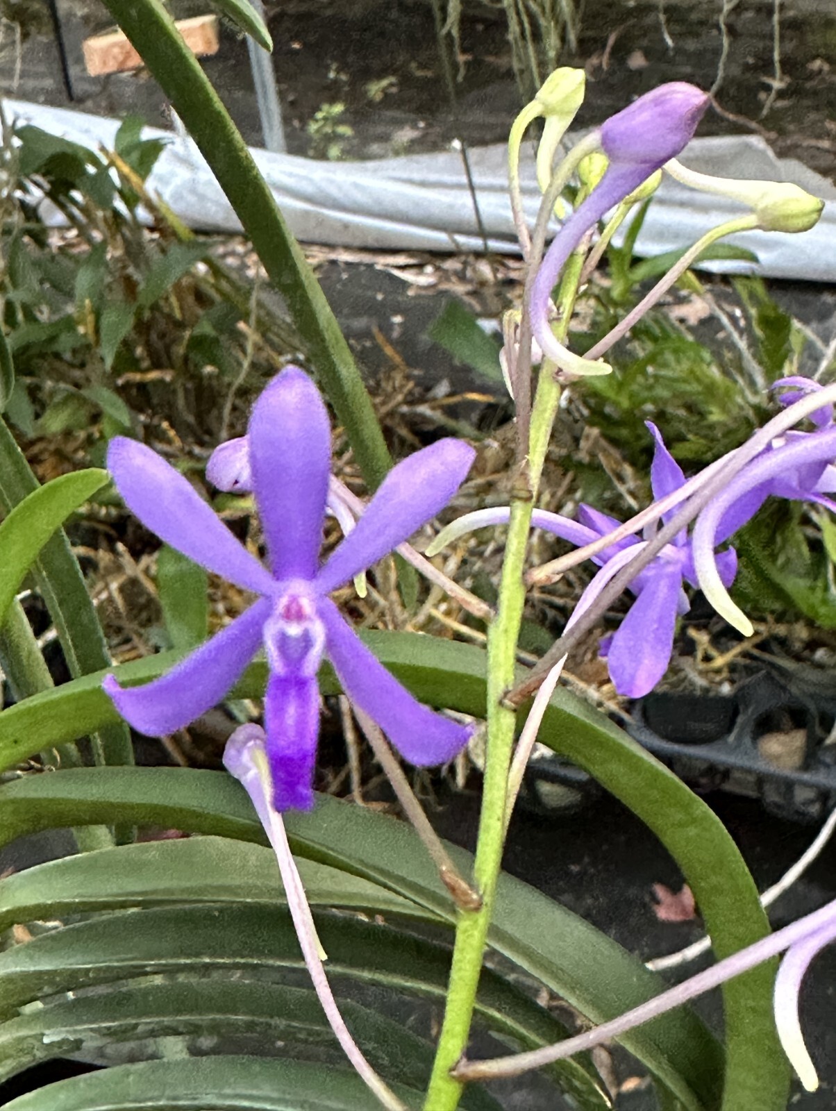 BLUE MINI VANDA TYPE ORCHID HYBRID Charm 'Blue Star' BS plant | eBay