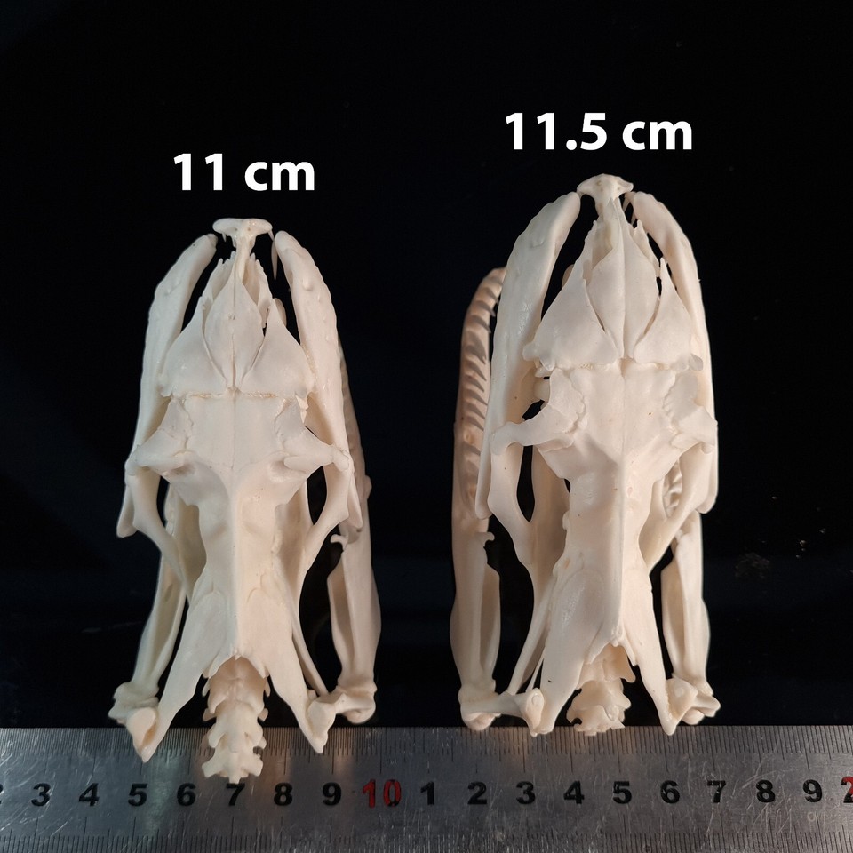 Real Python skull 11 cm, Snake skull, snake taxidermy, snake skeleton ...