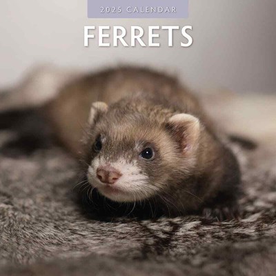 Red Robin Publishing, Ferrets 2025 Wall Calendar | eBay