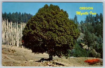 c1910s Oregon Myrtle Tree Southwestern Oregon Vintage Postcard | eBay