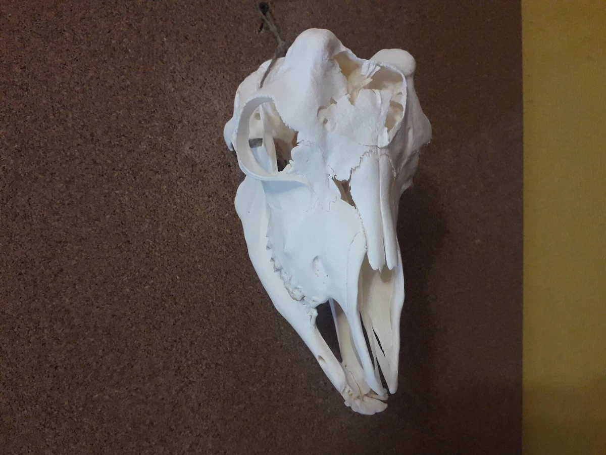 Domestic Goat Skull