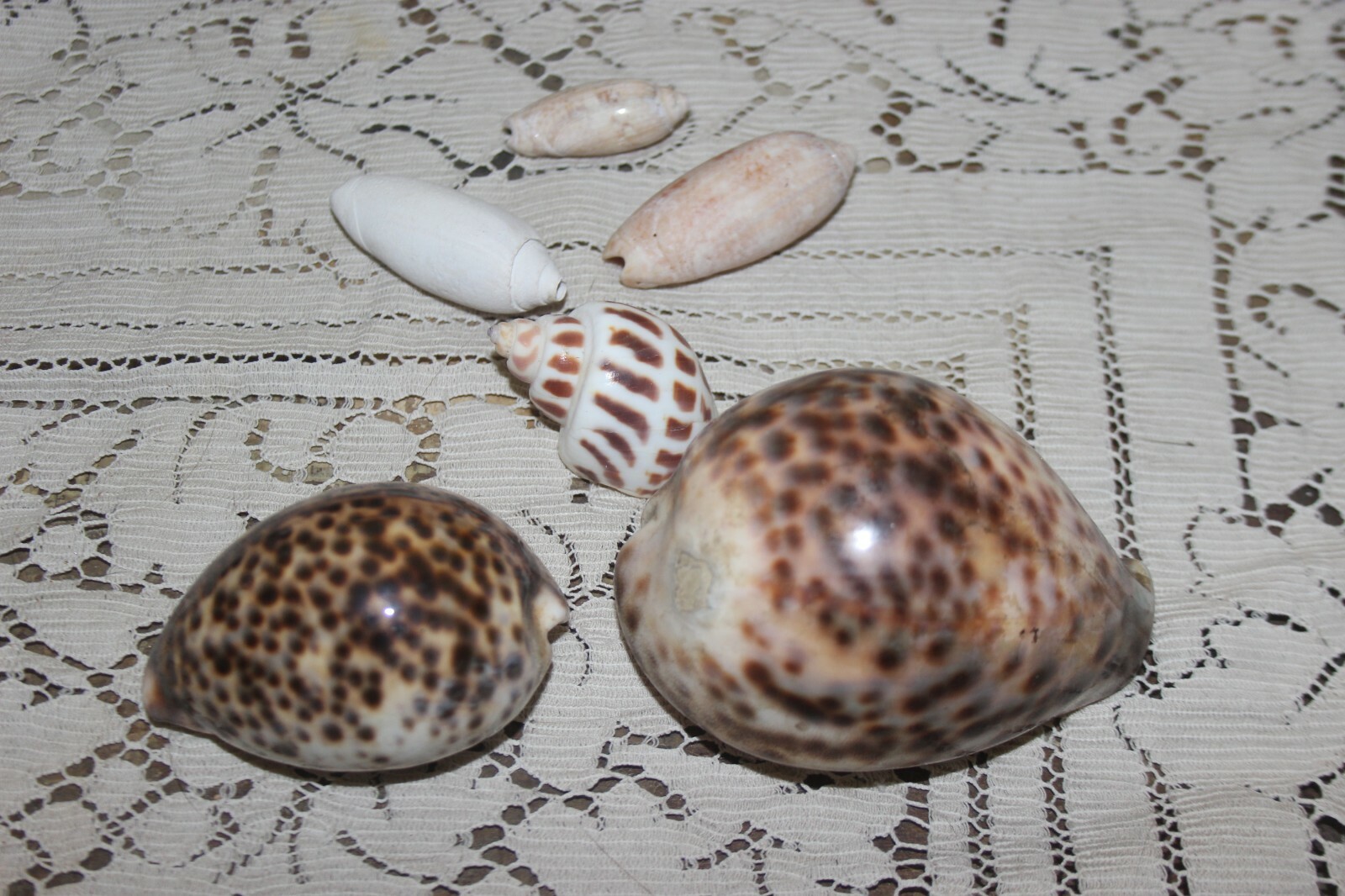 Sea Shells Lot 3 Leopard Spotted Shells and 3 other sea shells 6 total ...