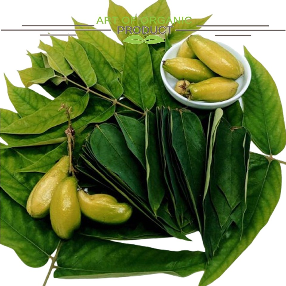 Dried Averrhoa Bilimbi Leave kamias ceylon organic Tropical rare ...
