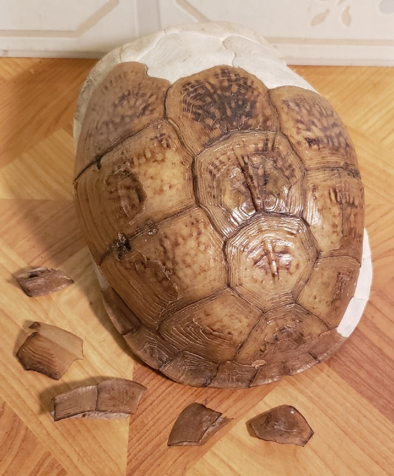 Real Eastern Ornamental Box Turtle Shell. Bone Taxidermy Oddity Science ...