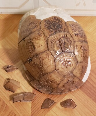 Real Eastern Ornamental Box Turtle Shell. Bone Taxidermy Oddity Science ...