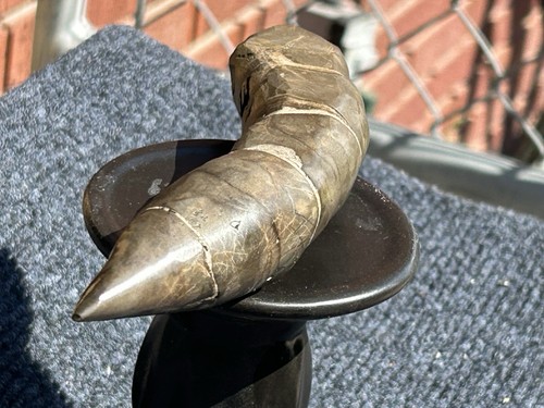 7 Inch T-Rex Claw Fossil( North America) | eBay