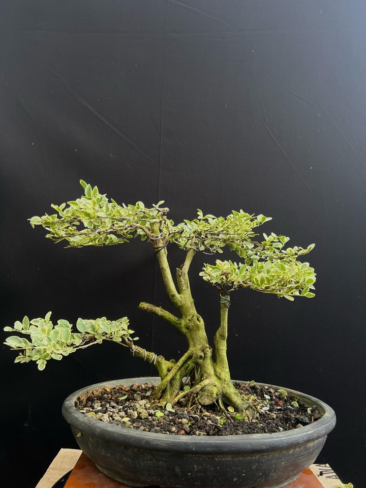 Bonsai Ligustrum Variegated | Bonsai Tree | Bonsai Premna | Bonsai Acer ...