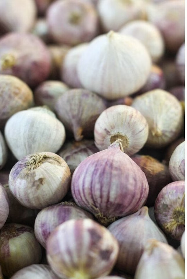 Wild Single Clove, Solo, Monobulb Garlic, Allium Sativum - Medicinal ...
