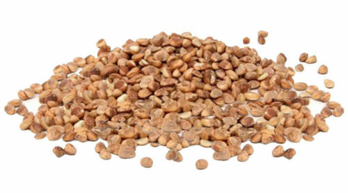 Indian Ayurvedic Chironji Seed Charoli Seed Buchanania Lanzan Seed-1 LB ...