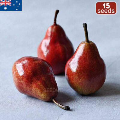 15 Rare Red Anjou Pear Seeds Heirloom Exotic Unusual Fruit Tree Plant ...