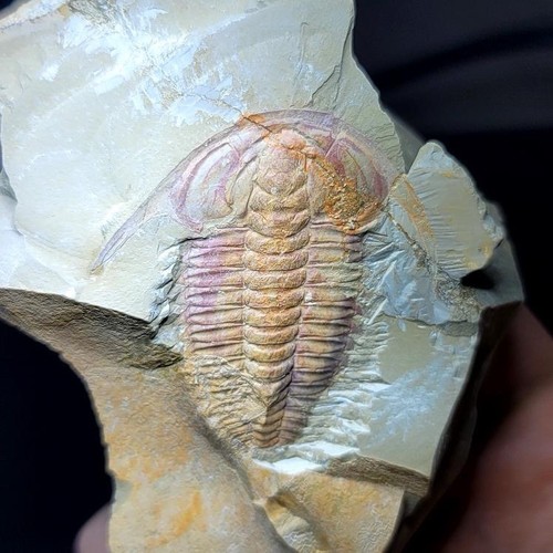 Rare Redlichia Trilobite Fossil with Antenna from Chengjiang Biota | eBay