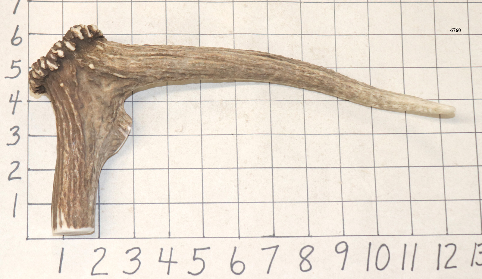 1 #1 Elk Antler Crown Walking Cane Top Handle Crafts Dog Chew Treat | eBay