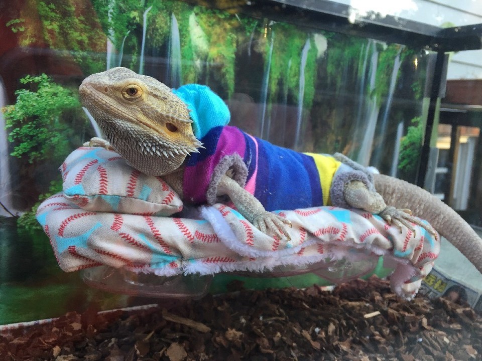 SOFT BALLS PRINTS BED SET COVERS ONLY NO FRAME BED 4 BEARDED DRAGONS | eBay