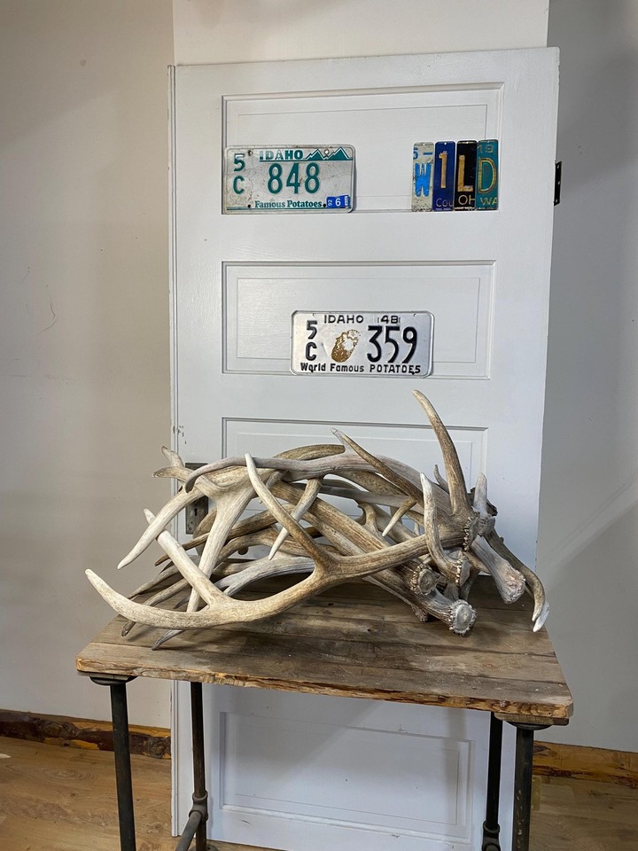 Elk Antler Stack - 11 High Character Naturally Shed Antlers, Ideal for ...