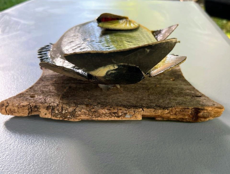 Vintage Taxidermy Bluegill Fish Mount – Approx. 11” | eBay