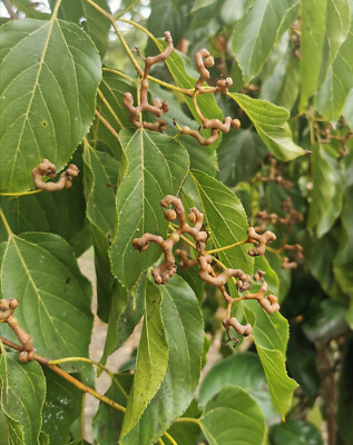 HOVENIA DULCIS, Japanese Raisin Tree, edible tree, fragrant flowers ...