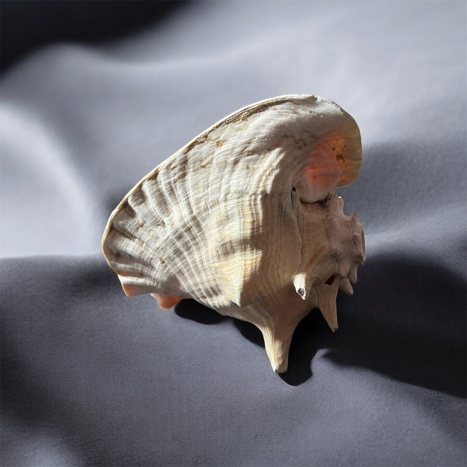Large Pink Conch Shell from the Southern Yucatán Peninsula | eBay