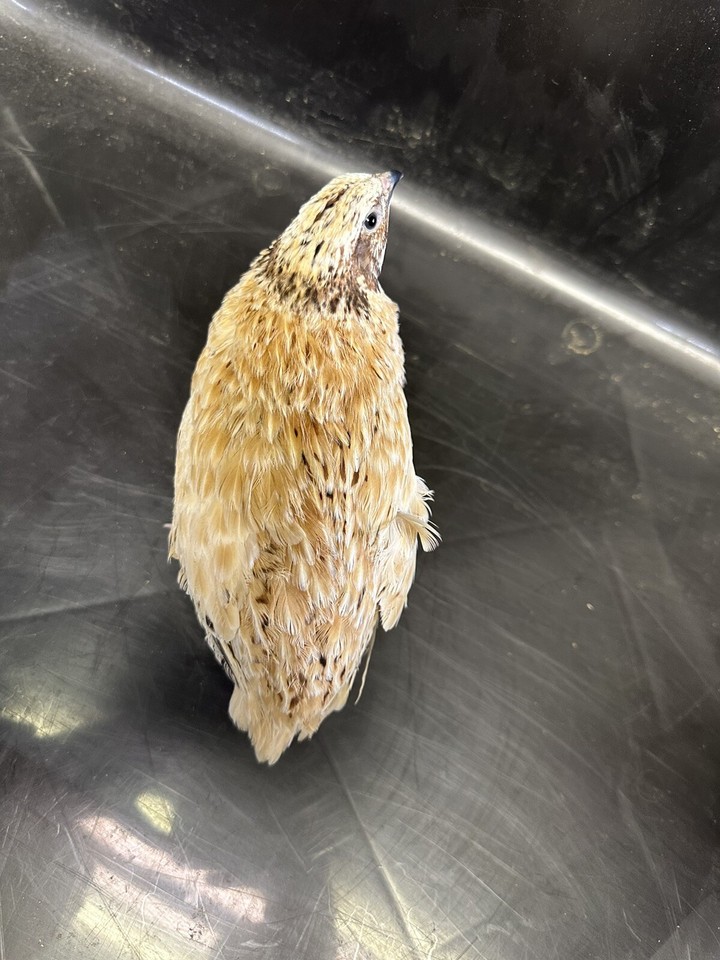30+ JUMBO Coturnix Quail Italian Hatching Eggs SHIPPED IN FOAM | eBay