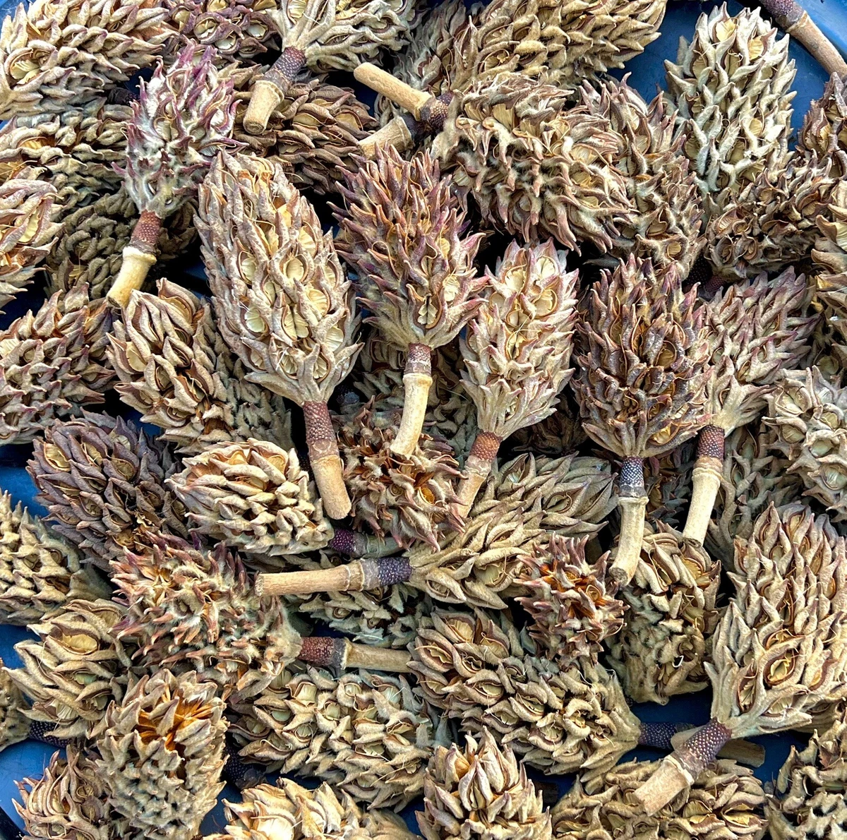 Magnolia Tree Seed Pods