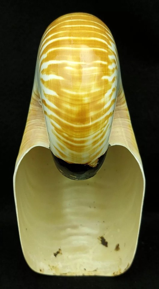 FS/Nautilus/Allonautilus/perforatus 175mm XL Size | eBay