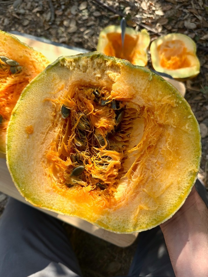 Styrian Hulless Pumpkin Seeds for Planting: Non-GMO Seed Packet or Bulk ...