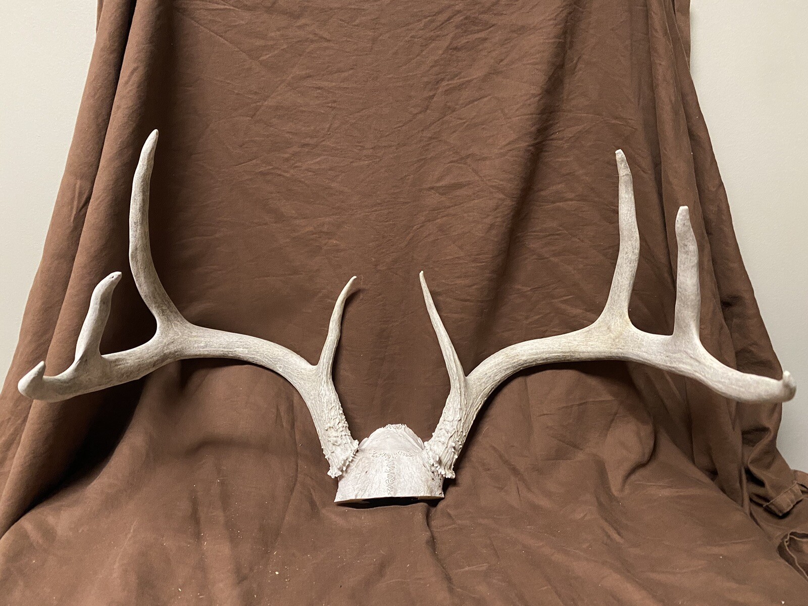 WIDE MATCHED 4x4 SET Whitetail Deer Euro Mount Shed Antlers Horn Elk ...
