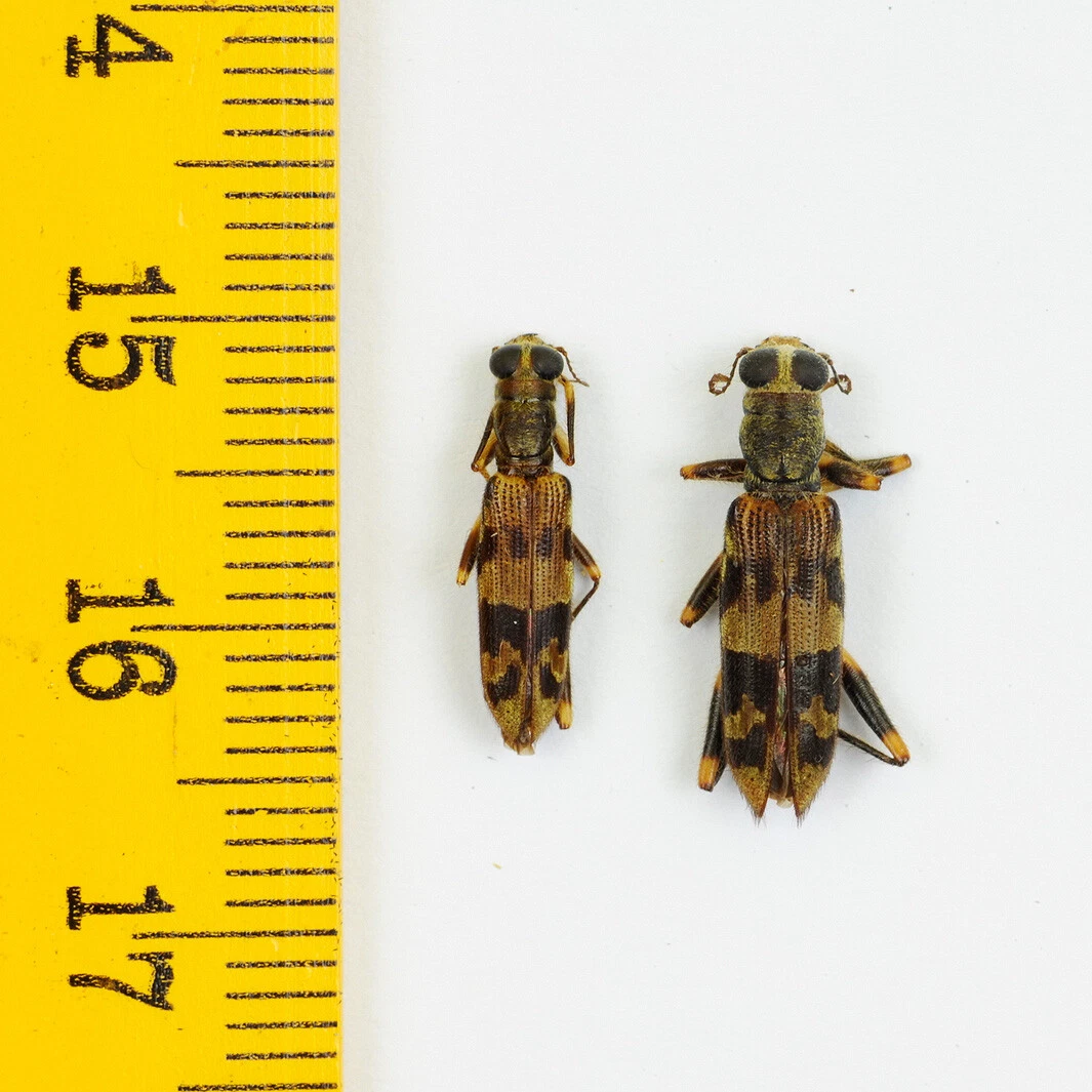 Cleridae Checkered Beetles