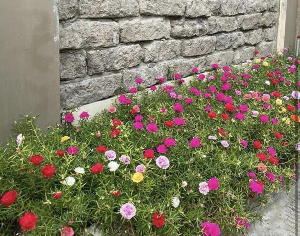 1000+ SEEDS MOSS Rose Double Mix ColorSeeds - Portulaca grandiflora ...