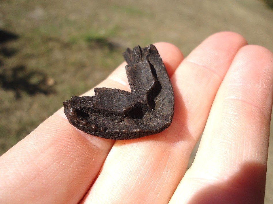 QUALITY POND TURTLE MANDIBLE JAW BONE FLORIDA FOSSILS ICE AGE EXTINCT ...