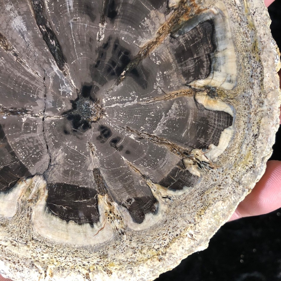 Rare Petrified Wood Seed Fern Hermanophyton owensii E. McElmo Creek ...