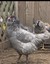 12 BYM Chicken Hatching Eggs Ameraucana Orpington Wyandotte Maran ...