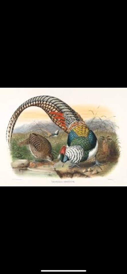 6+ Lady Amherst Pheasant Hatching Eggs * | eBay