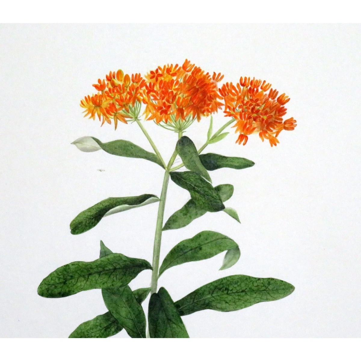 Butterfly Weed Drawing