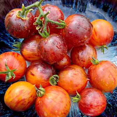 Zwerg Tomate DWARF SHADOW BOXING Tomatensamen 10 Samen samenfeste Sorte ...