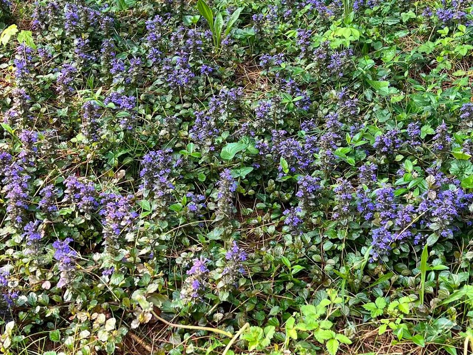 Bugleweed Ajuga Reptans Burgundy Perennial Ground Cover 21 Live Plants ...