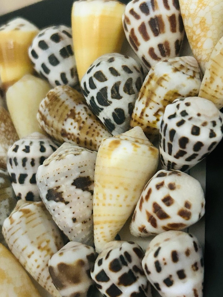 Hebrew Cone mix Shell japanese sea Shells of Okinawa | eBay