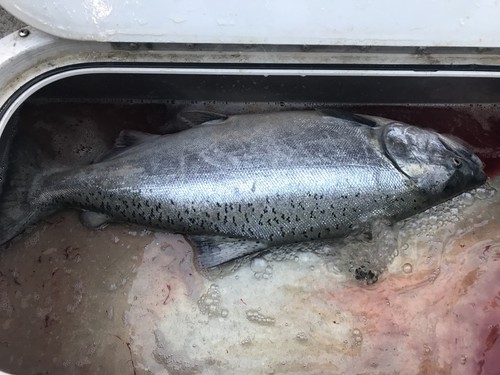 Okuma Cold Water Linecounter Trolling Reel - CW-153D for sale online | eBay