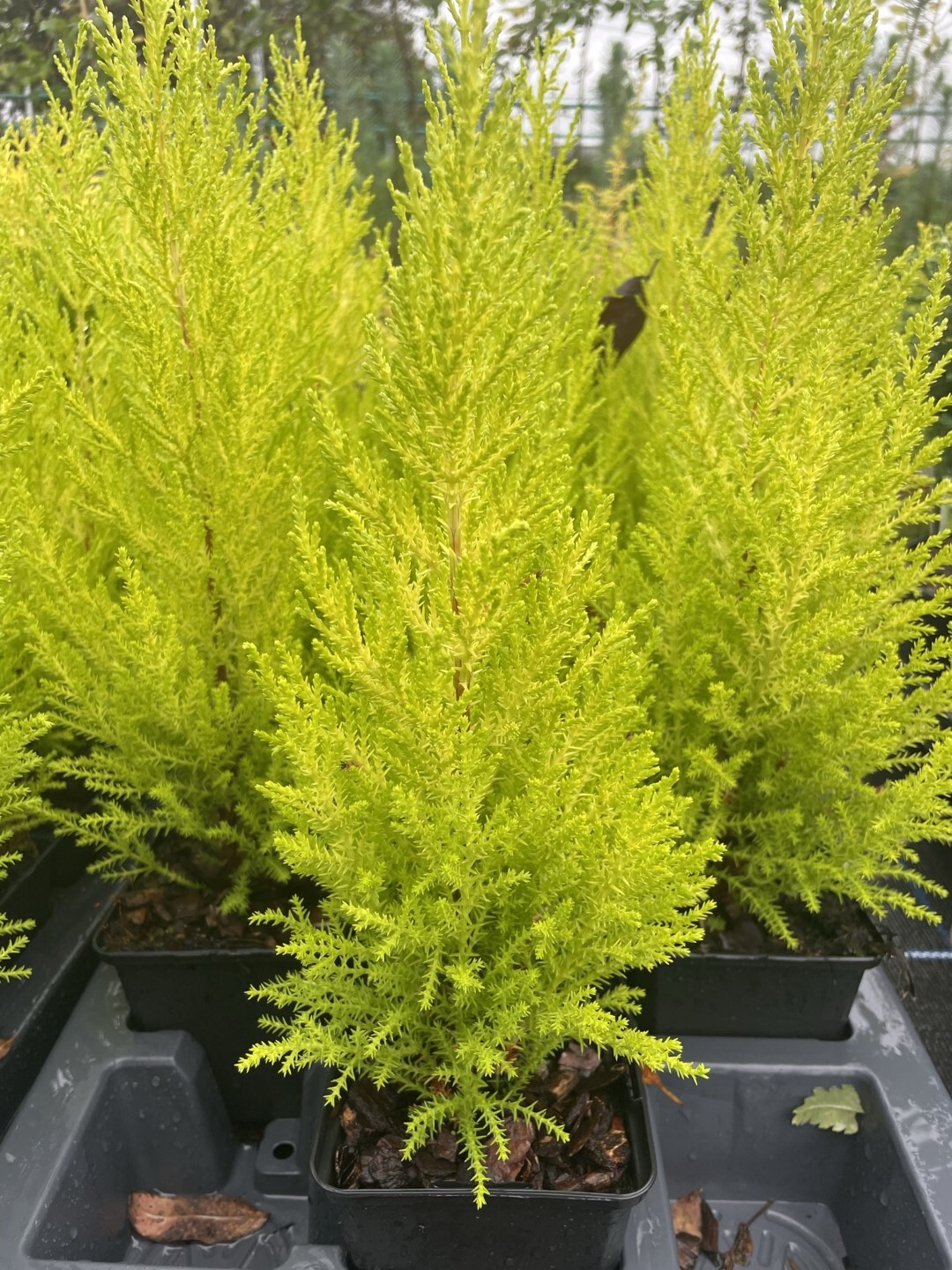 Monterey cypress 'Wilma' | Lemon Scented Golden Conifer Tree 40cm 🇬🇧 UK ...