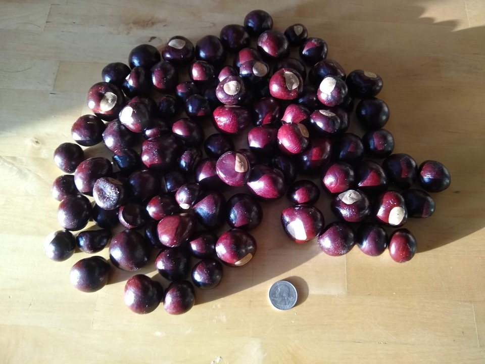 Texas Buckeye Seed ~ Native Tree ~ 3 to 100 Fresh Seeds | eBay