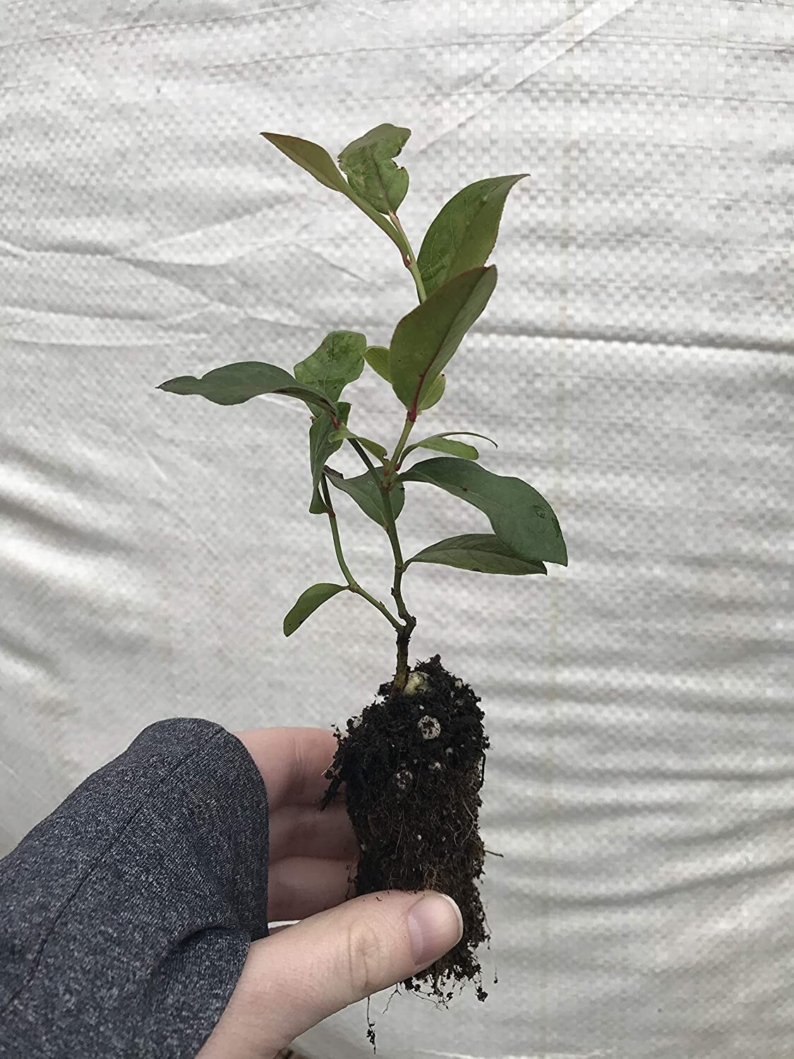 10 BLUEBERRY PLANT PLUGS 3" T0 6" WITH FREE SHIPPING | eBay