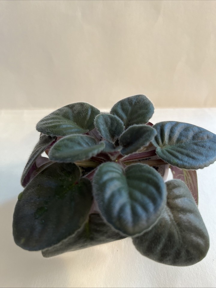Hunter's Dew Drops African Violet Plant, Puff Fantasy, Semimini, !! | eBay