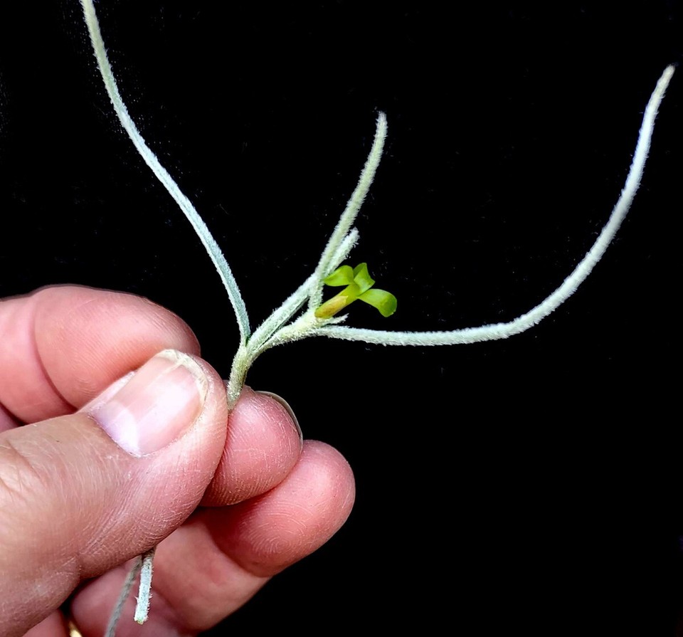 Spanish Moss Tillandsia Usneoides | Trailing Airplant | 25 to 30cm long ...