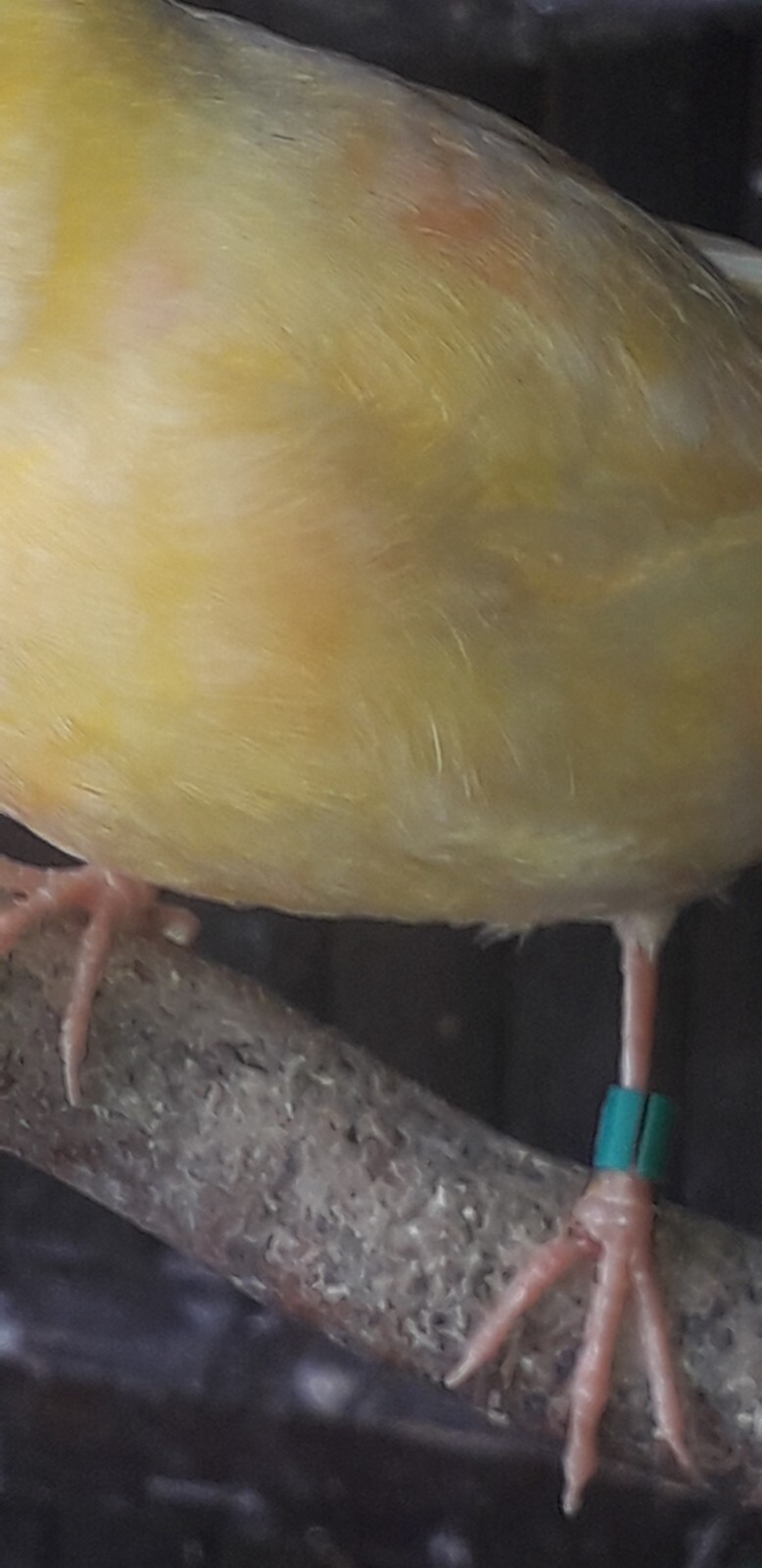 100 split Bird leg rings finch, canaries multi coloured With Free ...