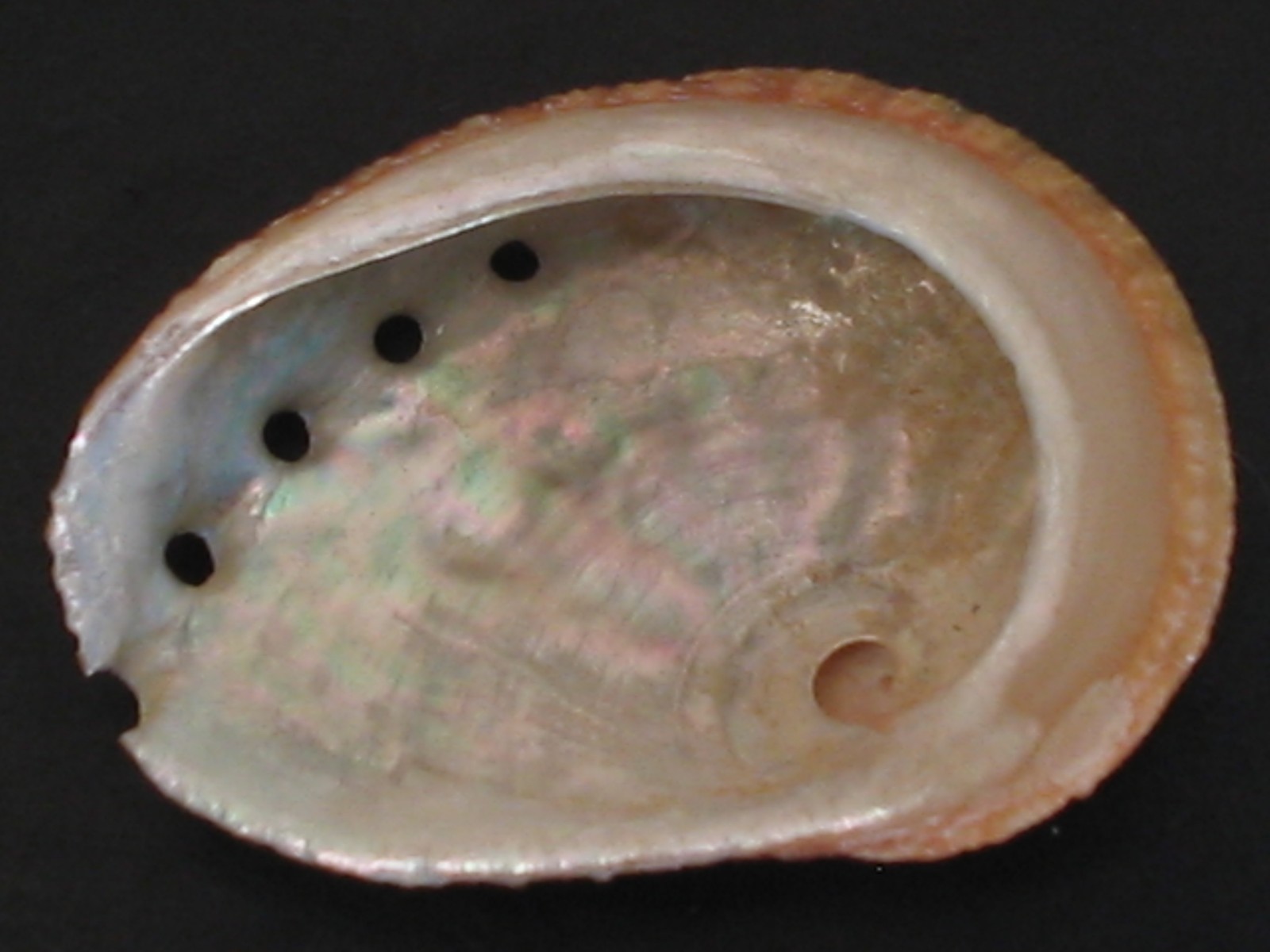 WoW Colors...HALIOTIS OVINA~45.5mm~Philippine SEASHELL | eBay