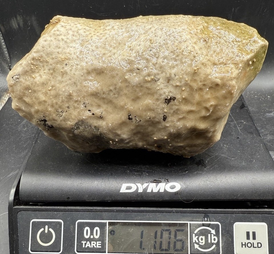 Massive Agatized Indiana Horn Coral Fossil Limestone Agate Crystal ...