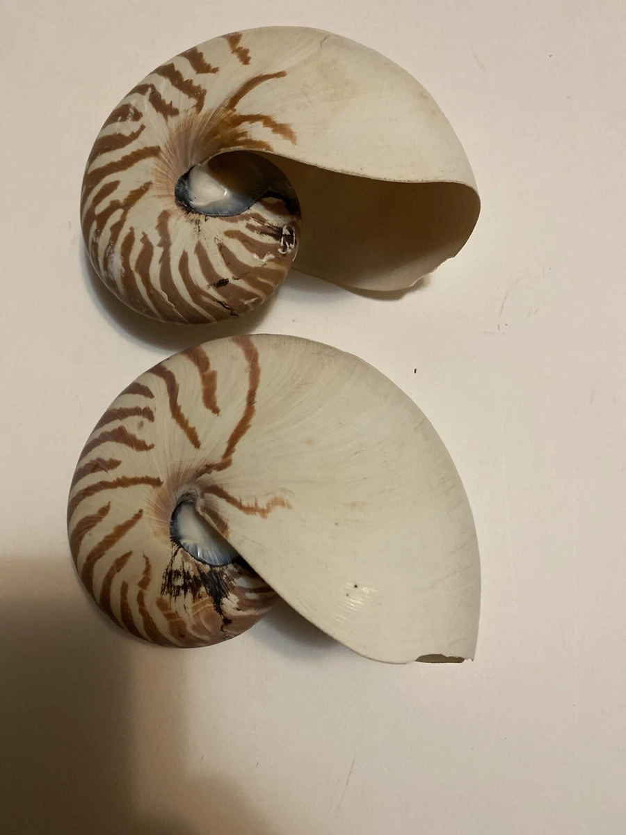 Giant Nautilus Shell
