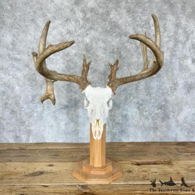#29615 P | Whitetail Deer Doe Skull European Taxidermy Mount For Sale ...