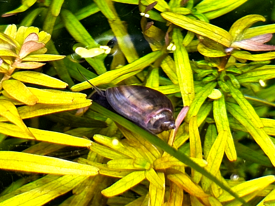 50+ Bladder Snails Physella acuta, Live Feeder Snails, Puffer Food ...
