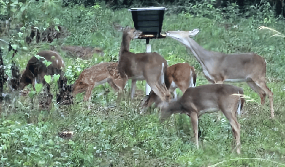 T Post Deer feeder | eBay