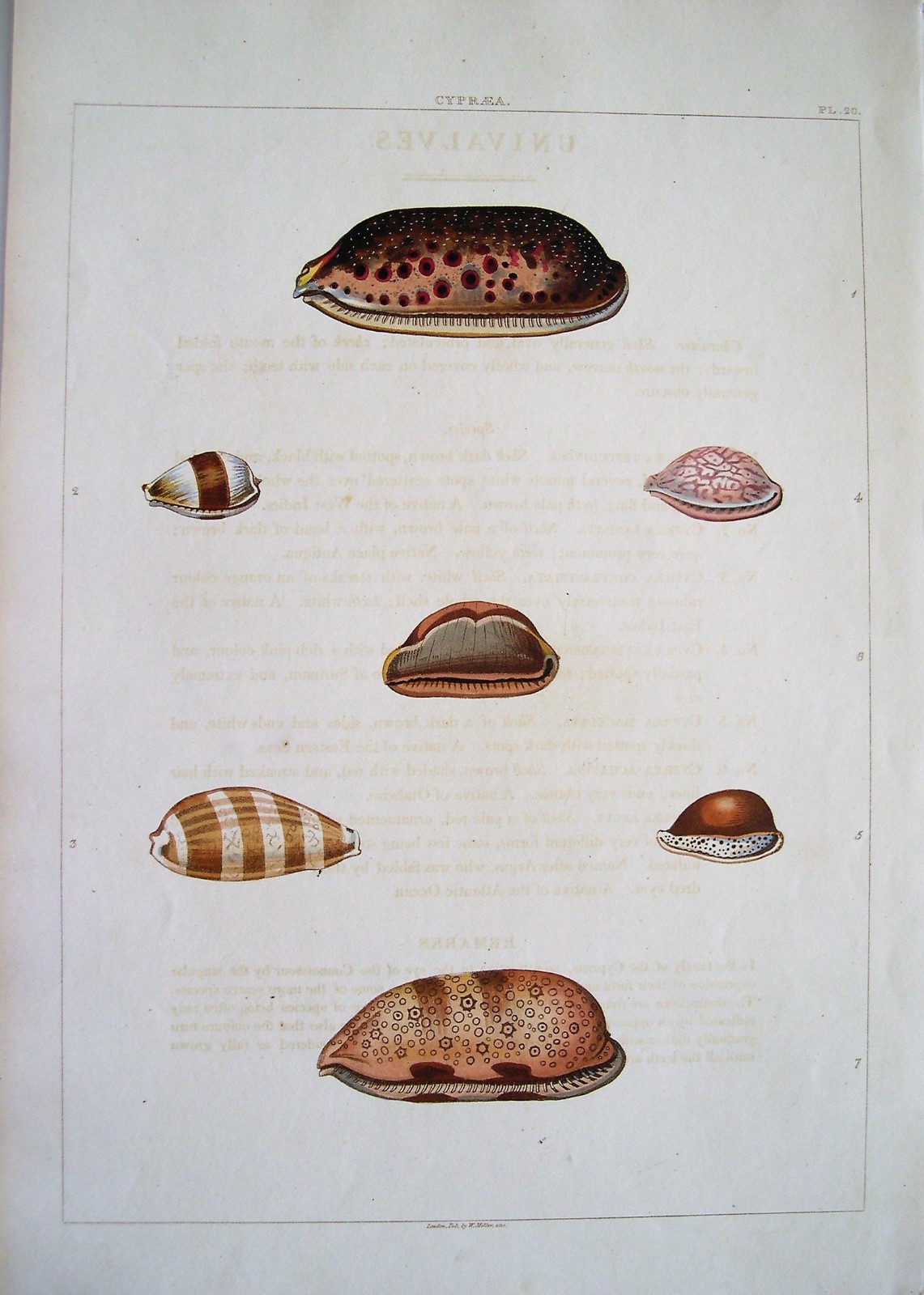 Antique Seashell Print: George Perry: Original Aquatint Shell Print ...